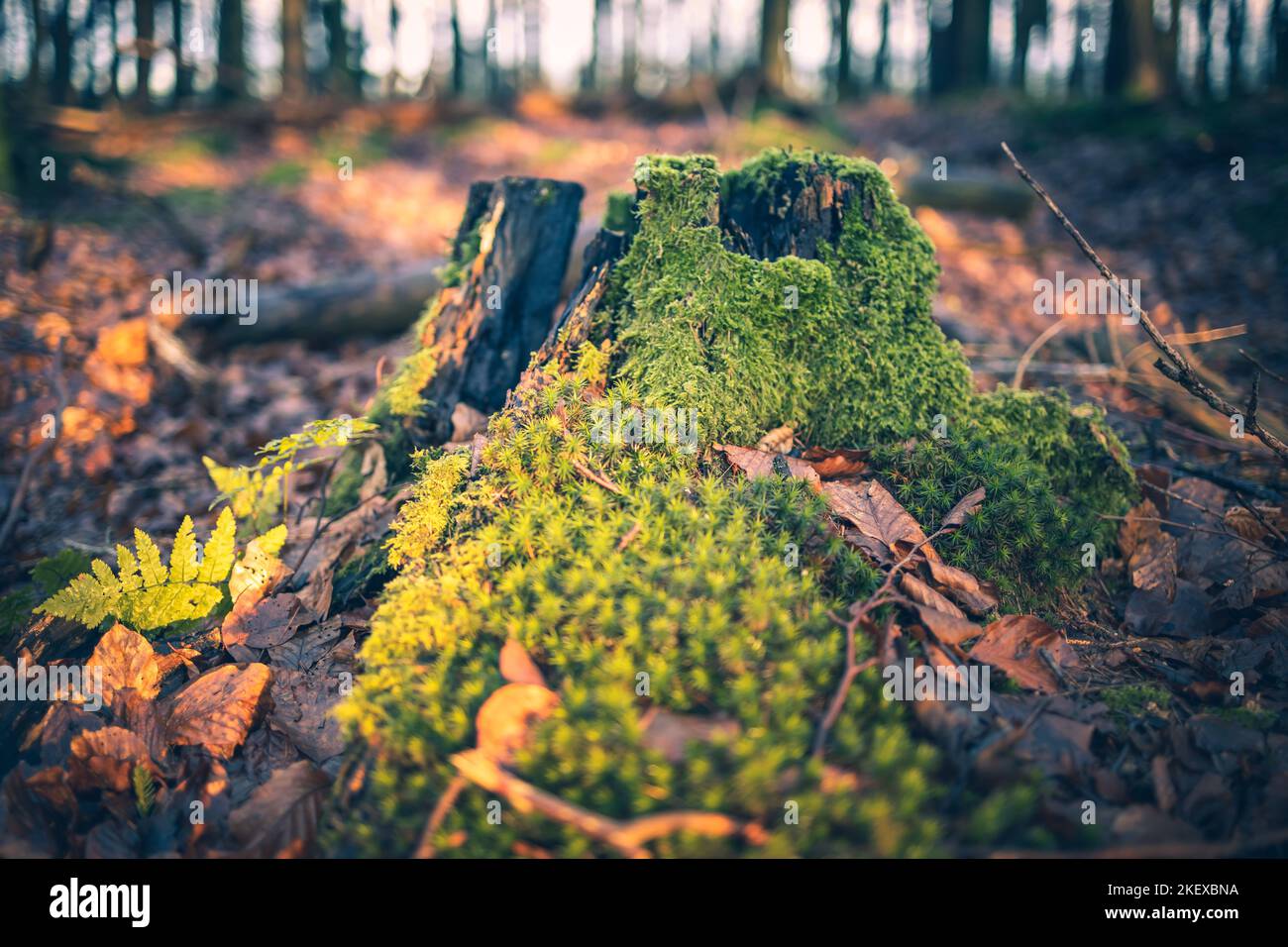 Kildoon hi-res stock photography and images - Alamy