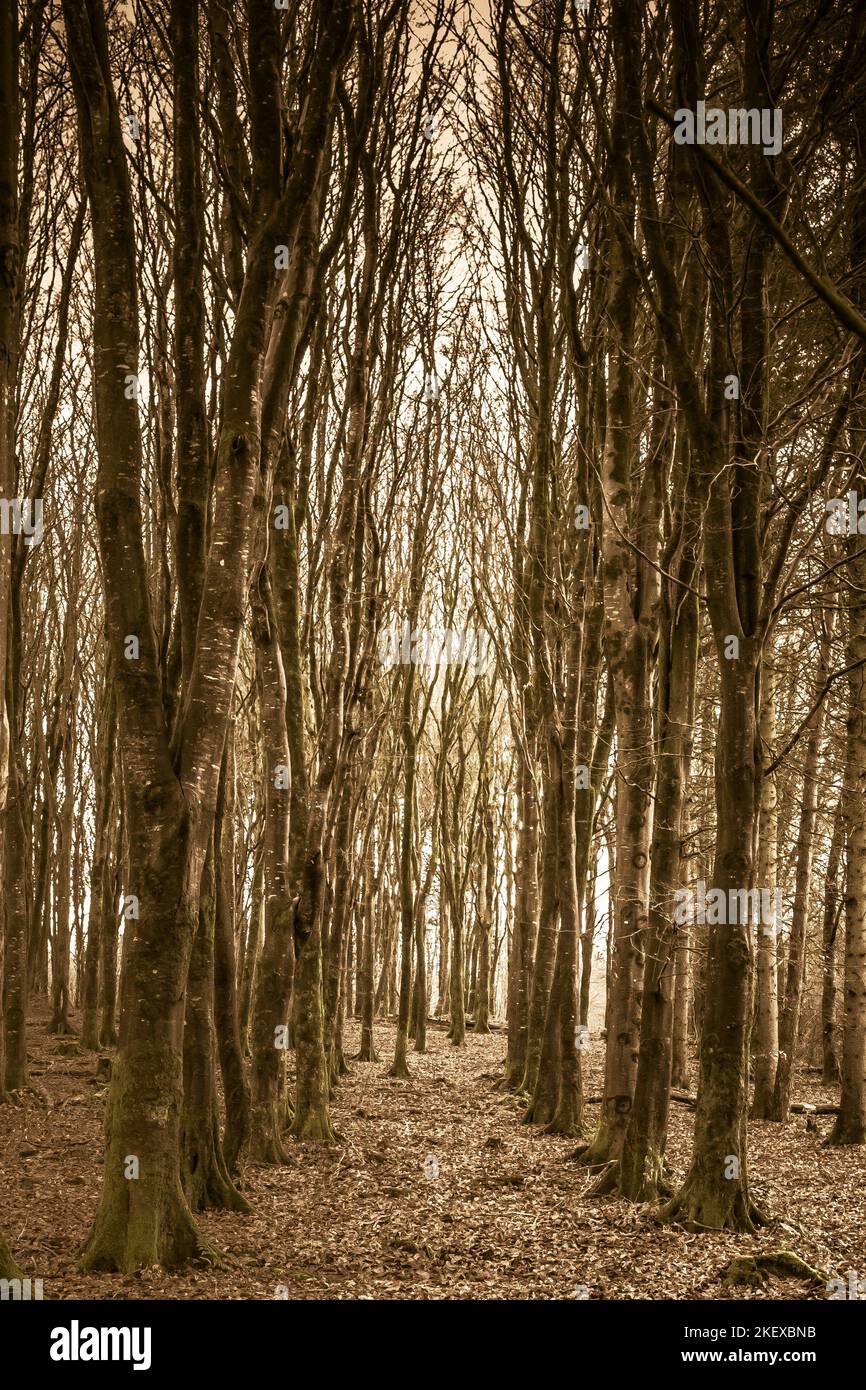Kildoon hi-res stock photography and images - Alamy