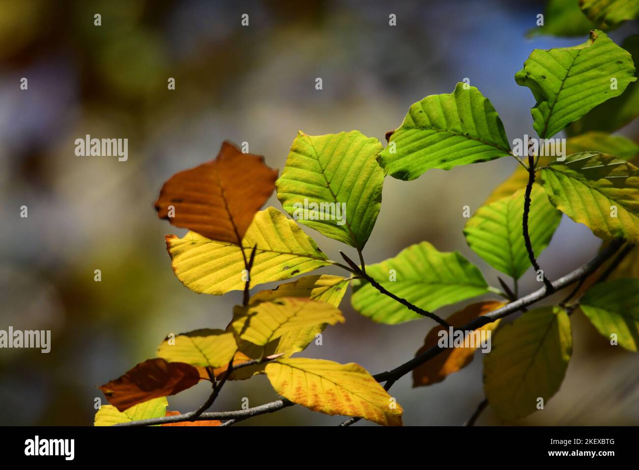 Autumn leaves Scotland Stock Photo - Alamy