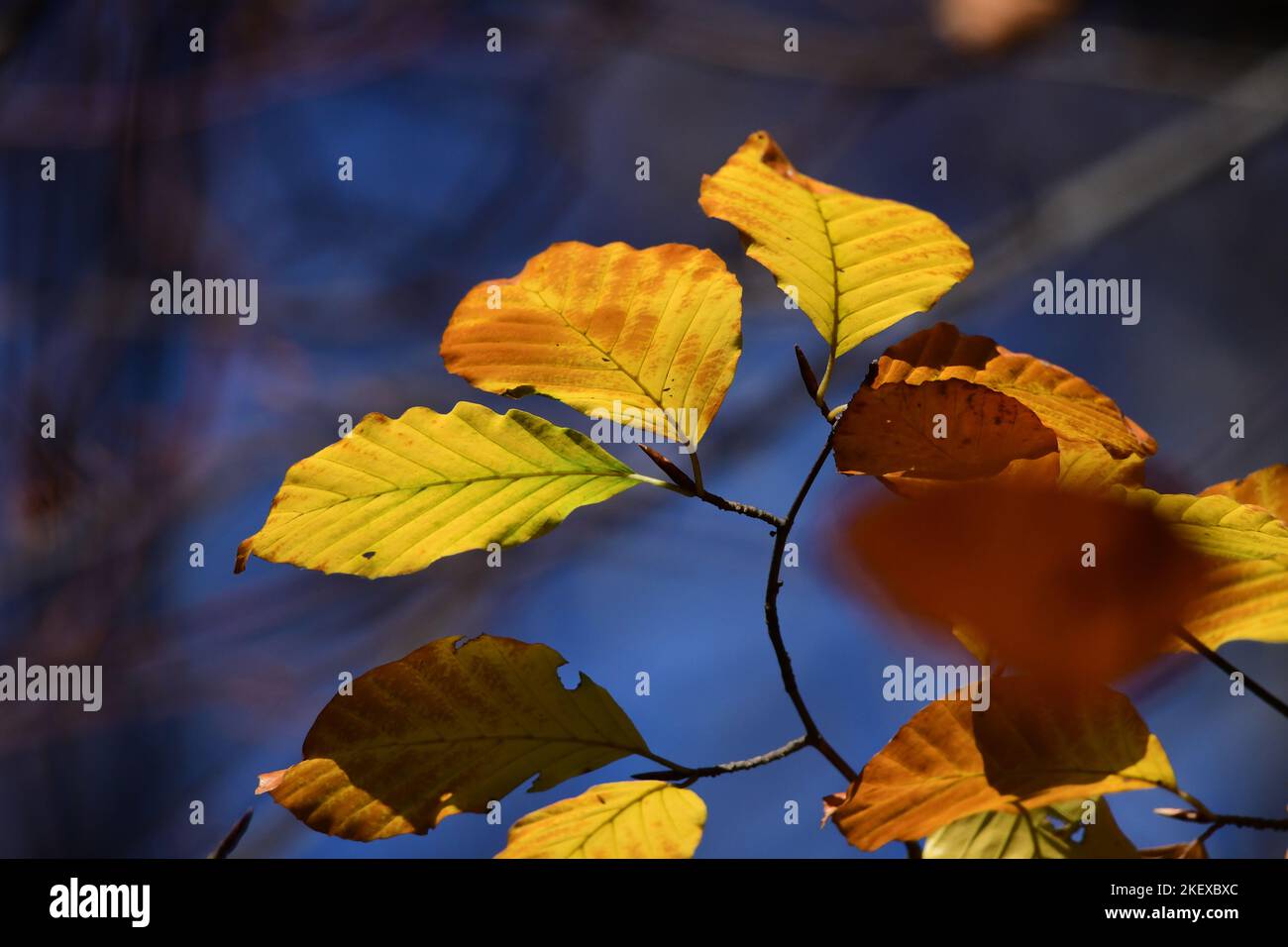 Autumn leaves Scotland Stock Photo - Alamy