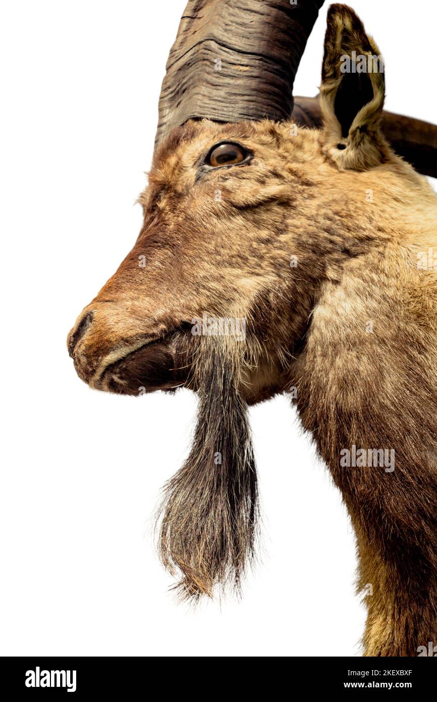 Capricorn on the mountain. isolated Wild goat Stock Photo - Alamy