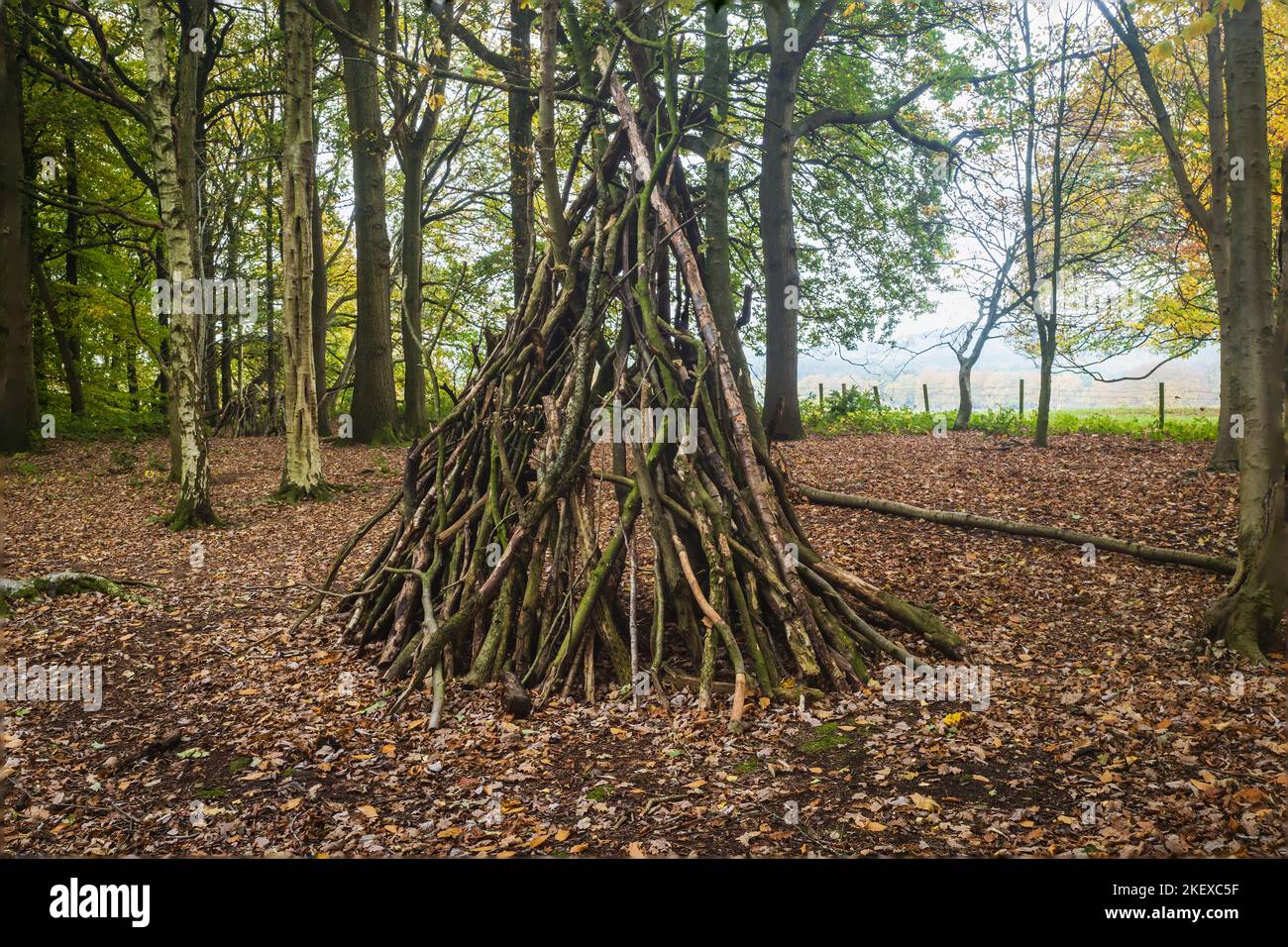 Delamere Forest is a large wood in the village of Delamere in Cheshire ...