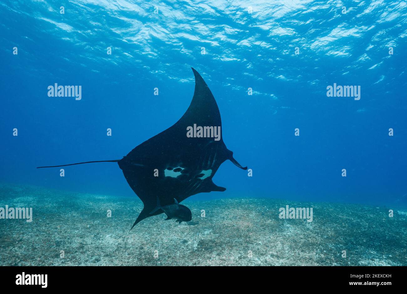 a manta ray floating graceful through the ocean at Komodo / Indonesia ...
