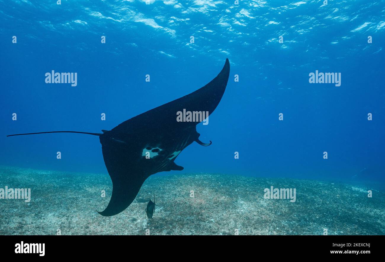a manta ray floating graceful through the ocean at Komodo / Indonesia ...
