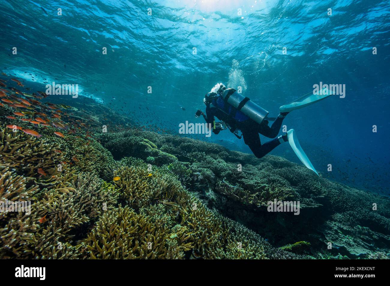 Diver exploring the coral reefs at Komodo / Indonesia Stock Photo - Alamy