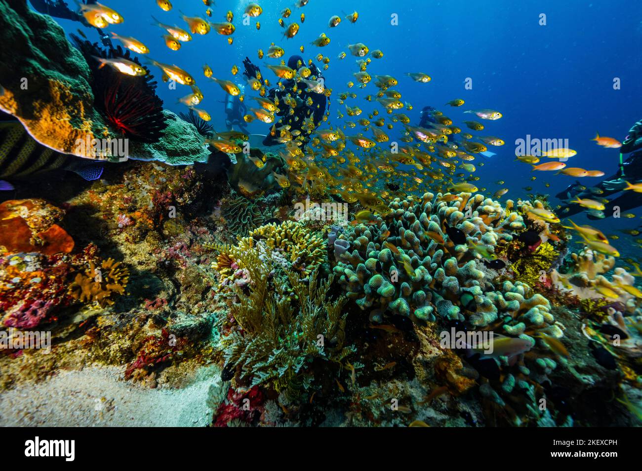Underwater ecosystem hi-res stock photography and images - Alamy