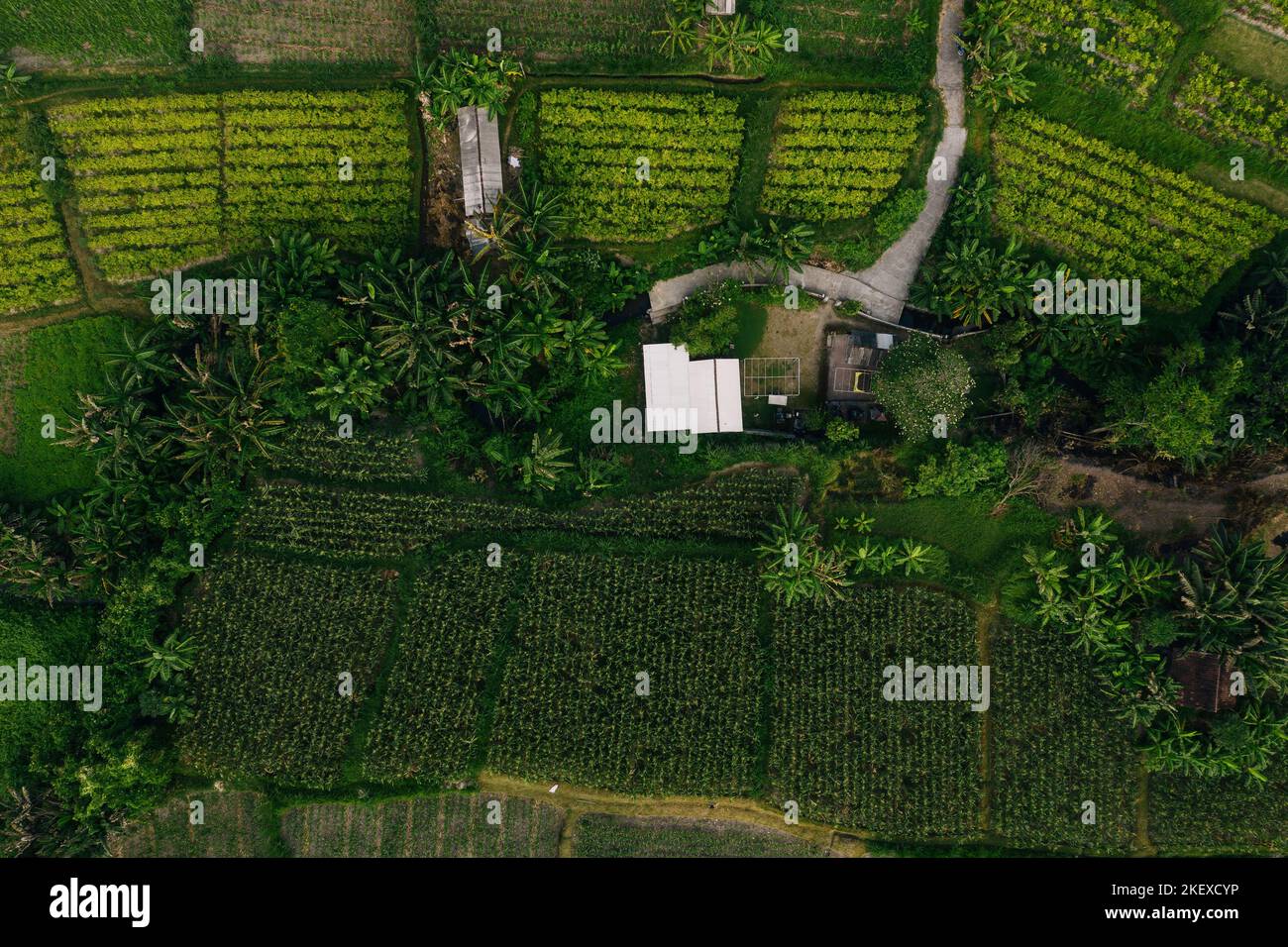 Aerial view of rice fields, Bali, Indonesia Stock Photo - Alamy