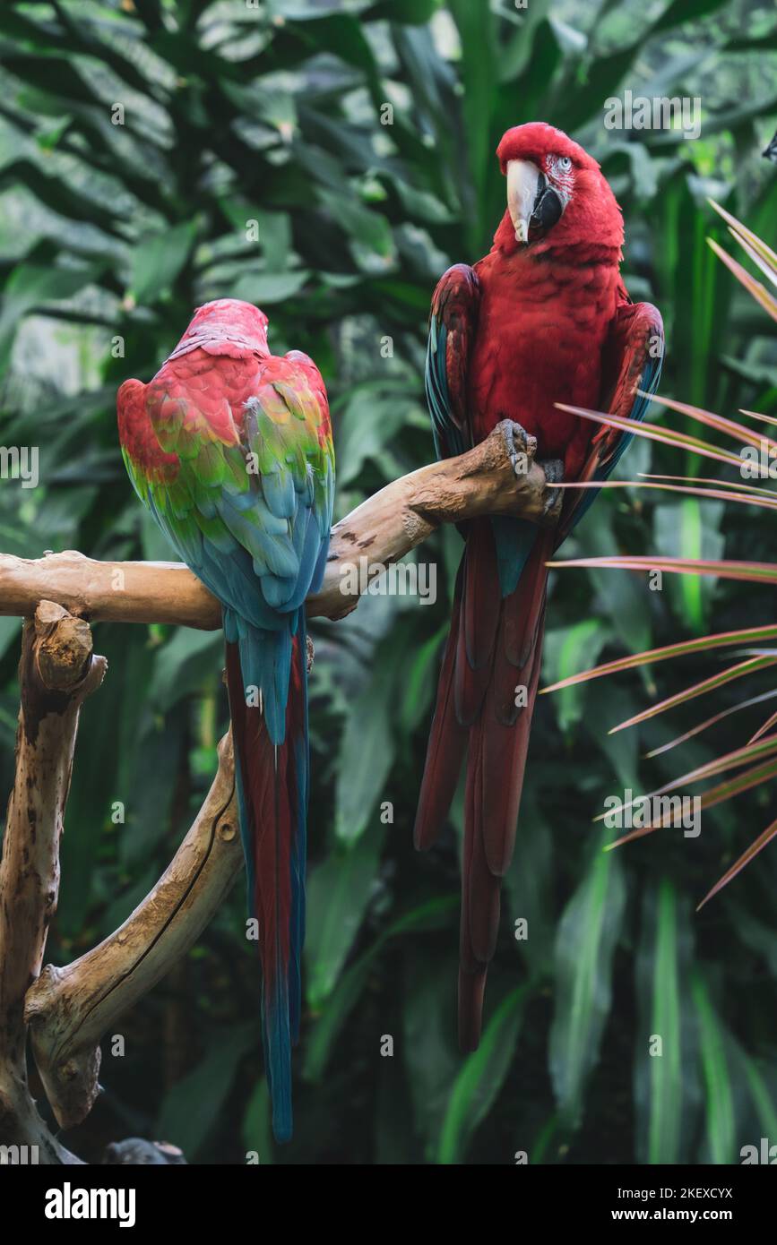 Green-Winged Macaw Parrots, Exotic Bird Stock Photo - Alamy