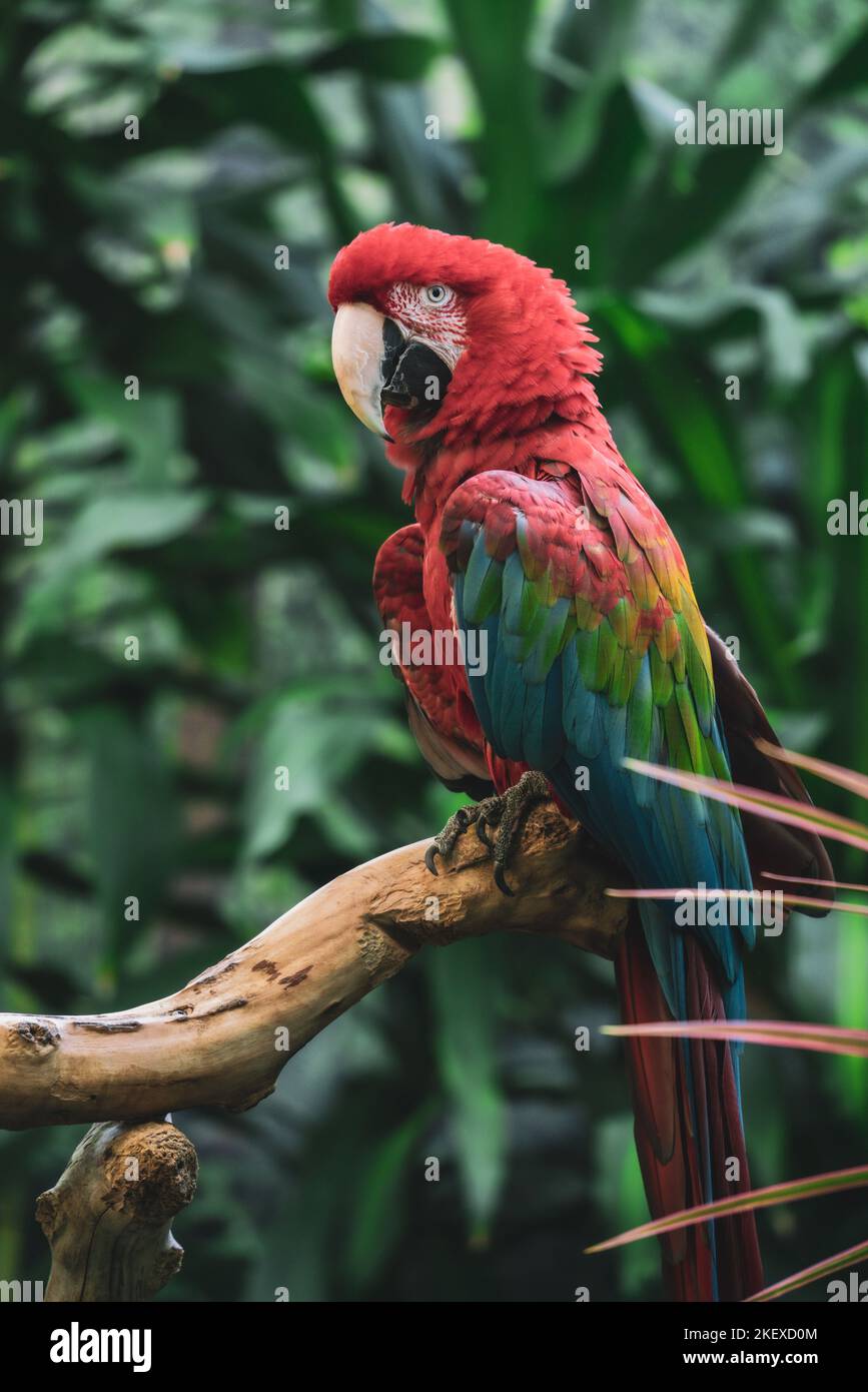 Green-Winged Macaw Bird, Exotic Animal Stock Photo - Alamy