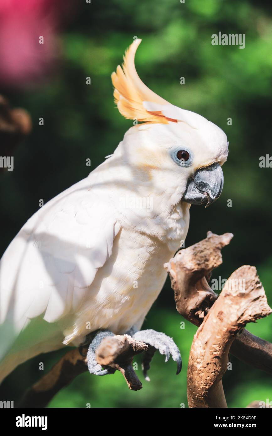 Citron-Crested Cockatoo Bird, Exotic Animal Stock Photo - Alamy