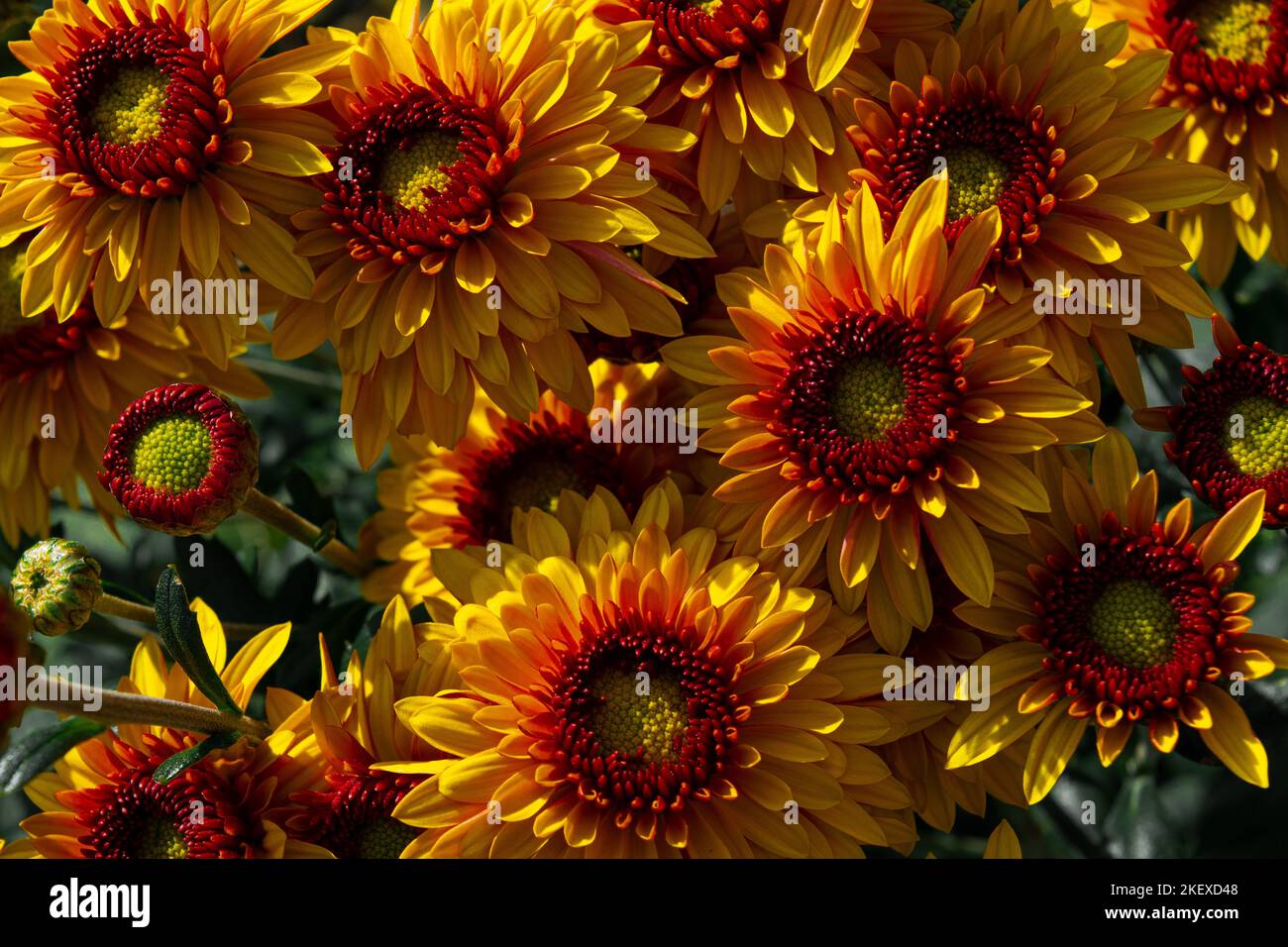 multiple yellow and red flowers Stock Photo - Alamy