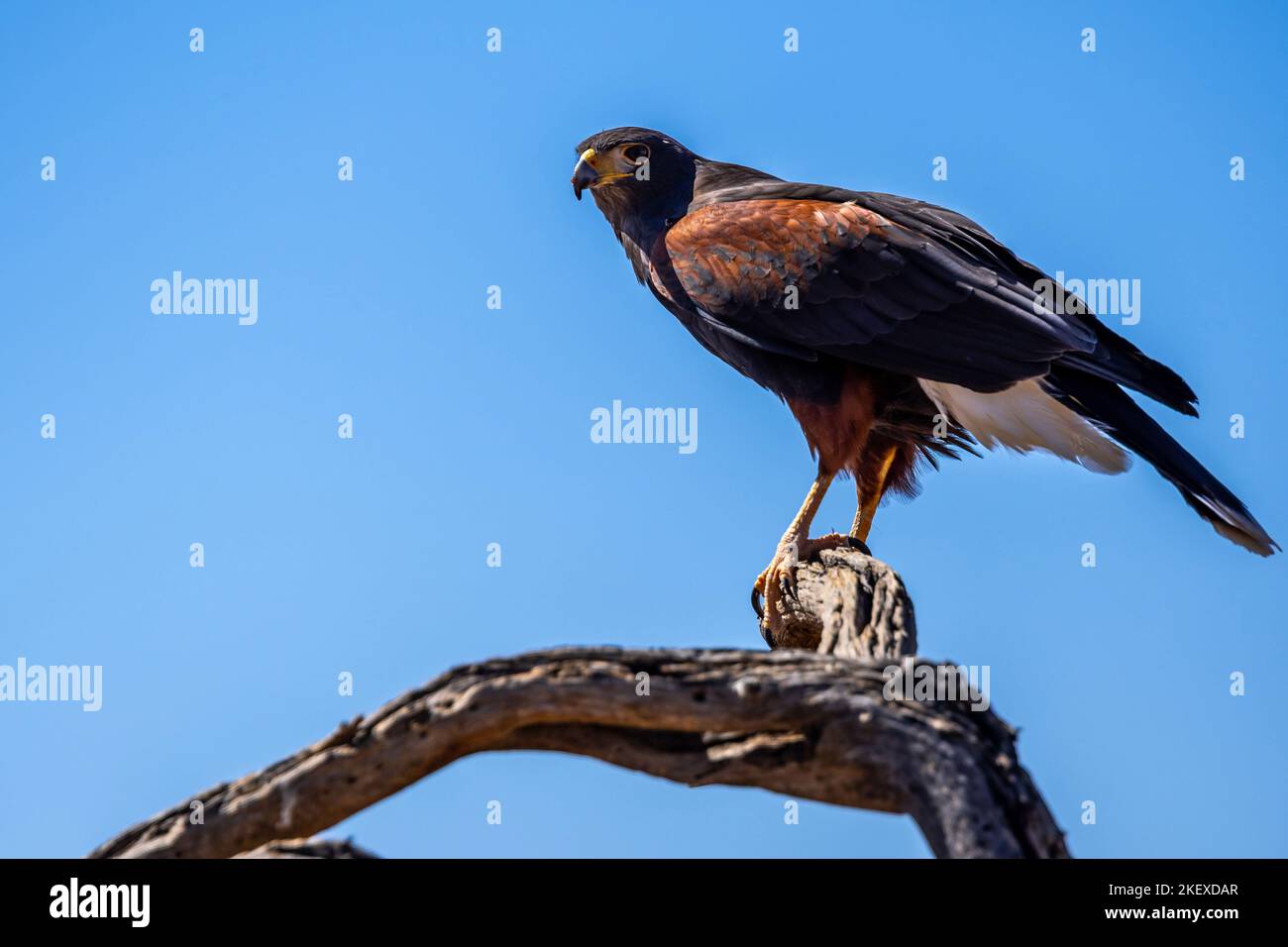 A dark brown Harris Hawk in Tucson, Arizona Stock Photo - Alamy