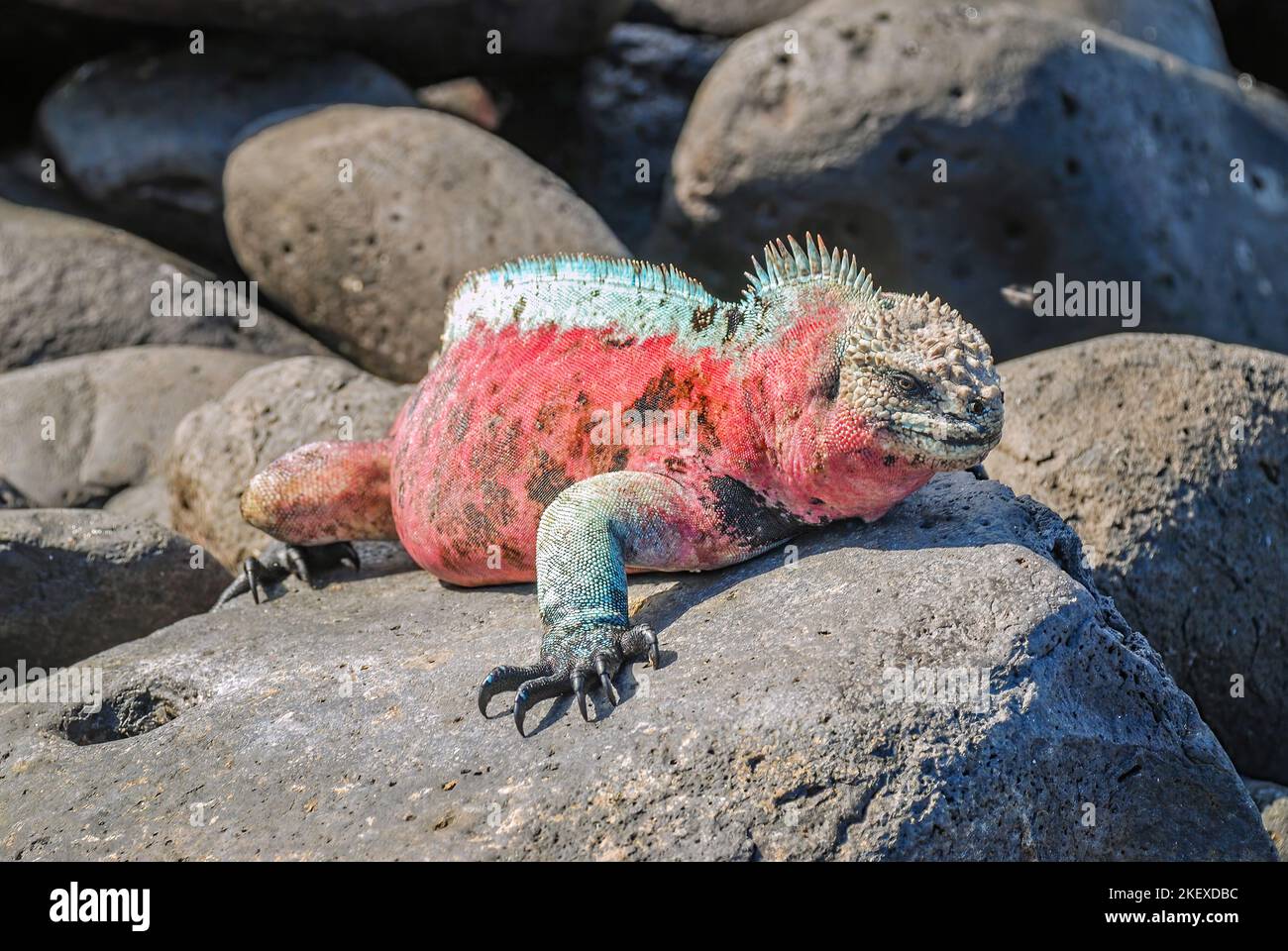 The marine iguana is the only lizard in the world with the ability to ...