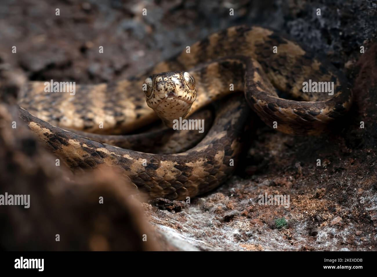 Keeled slug snake on a tree stomp Stock Photo - Alamy