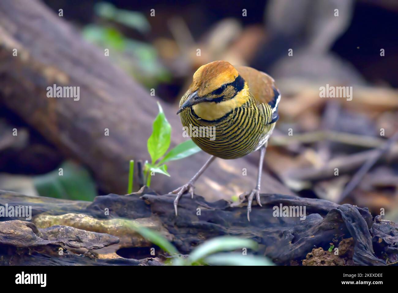 Female javan banded pitta looking for food Stock Photo - Alamy