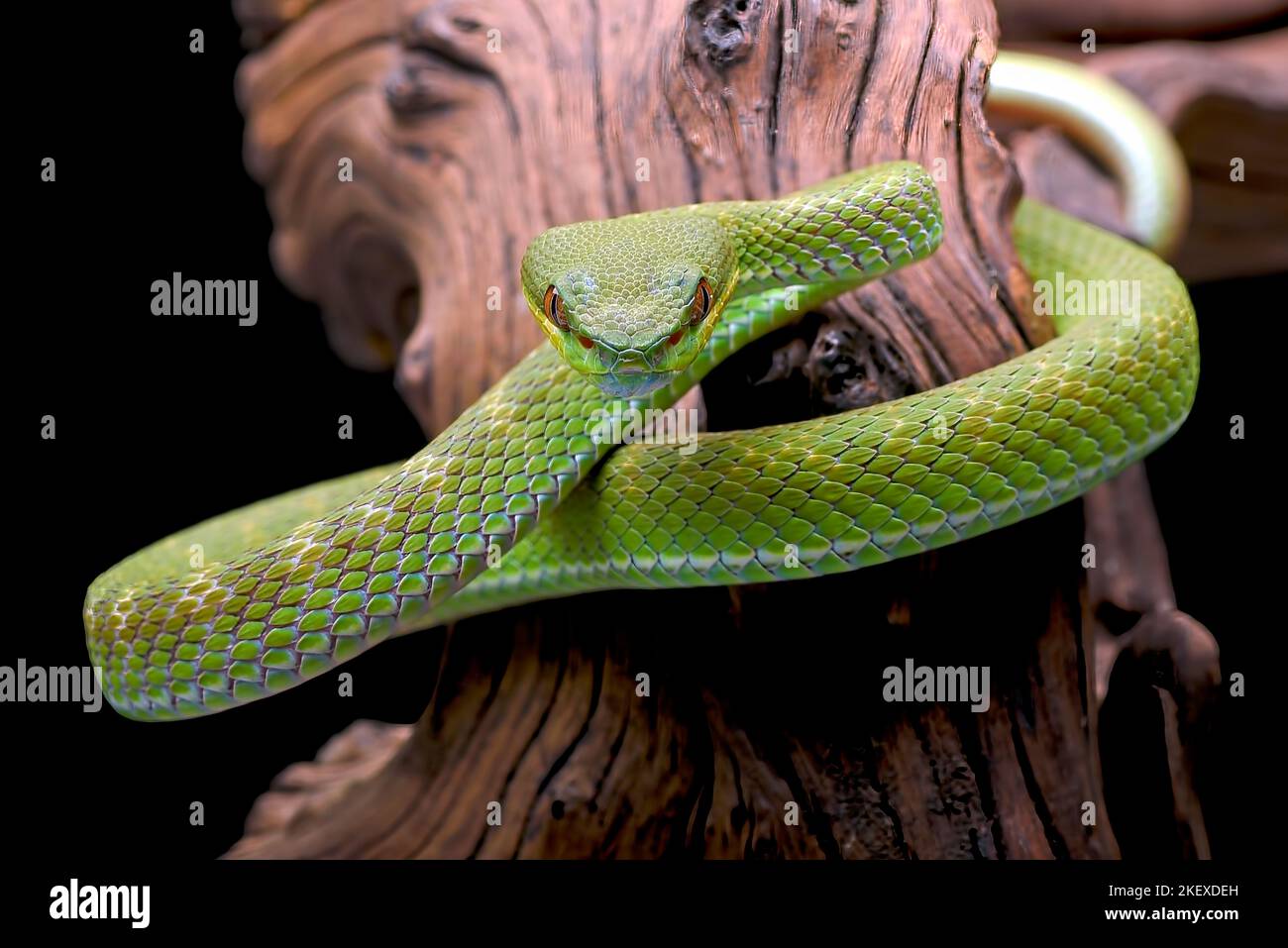 Lesser sunda pit viper on black background Stock Photo - Alamy