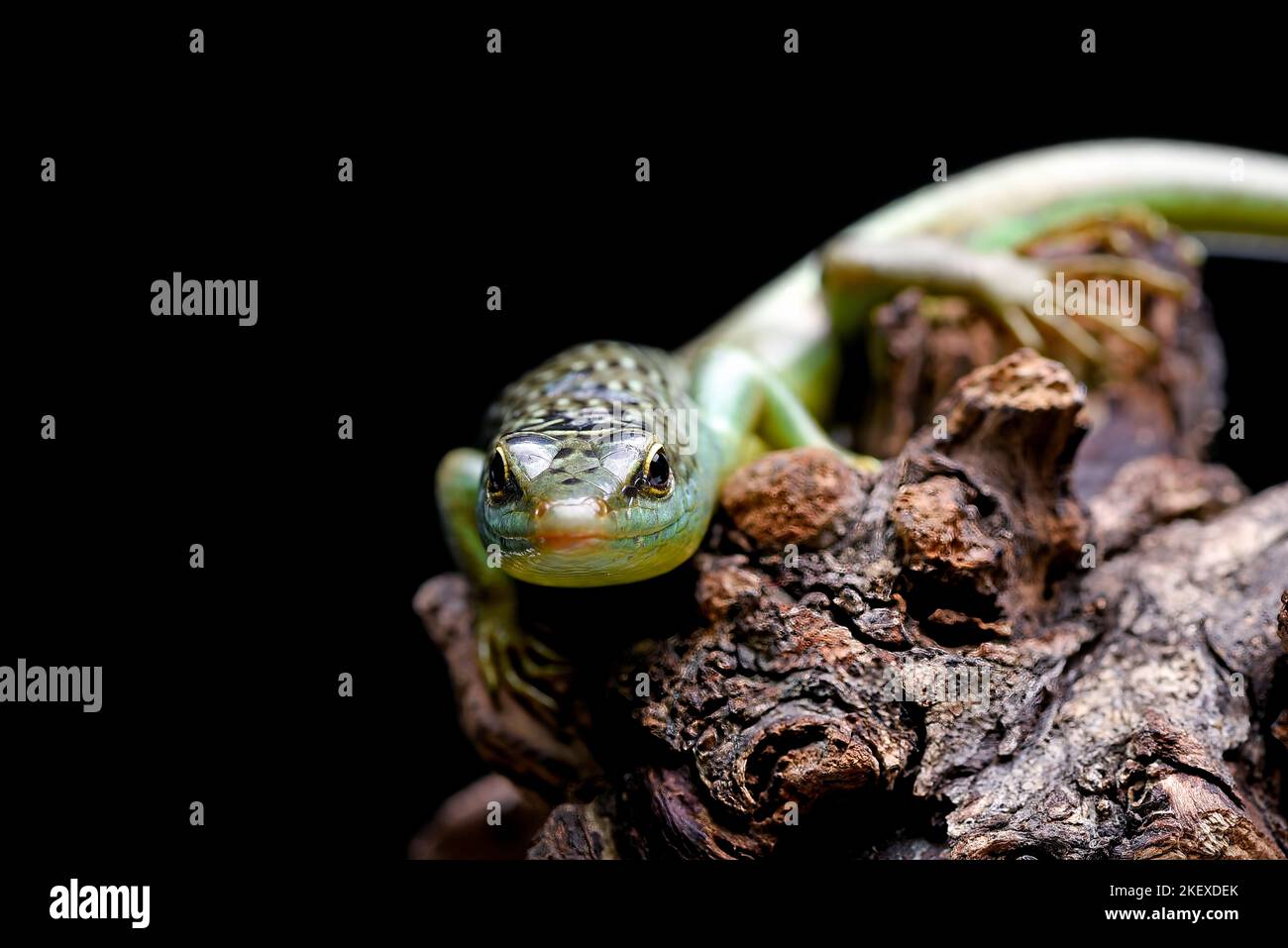 Brown tree skink hi-res stock photography and images - Alamy