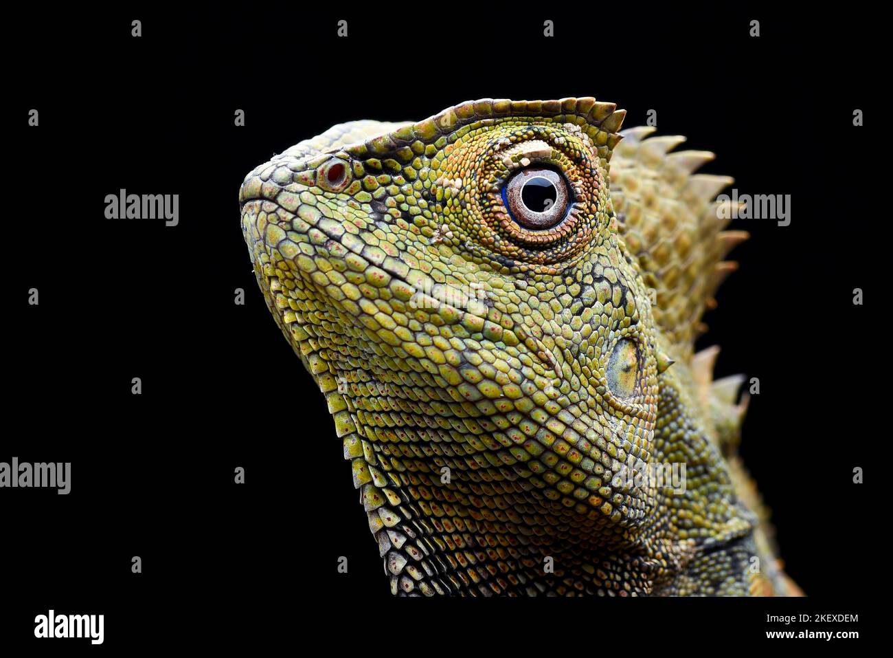 The detail of a forest dragon lizard Stock Photo - Alamy