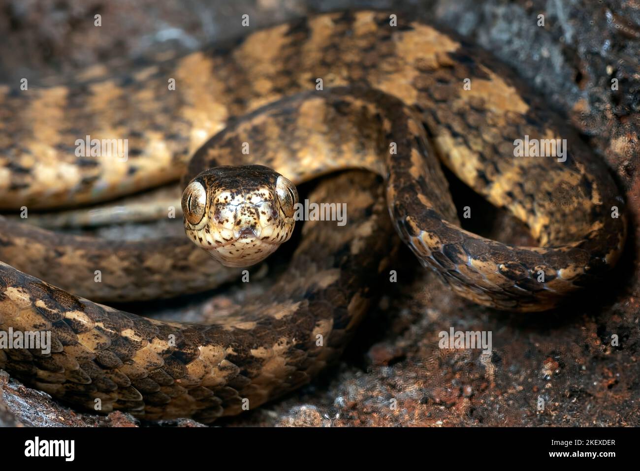 Keeled slug snake on a tree stomp Stock Photo - Alamy