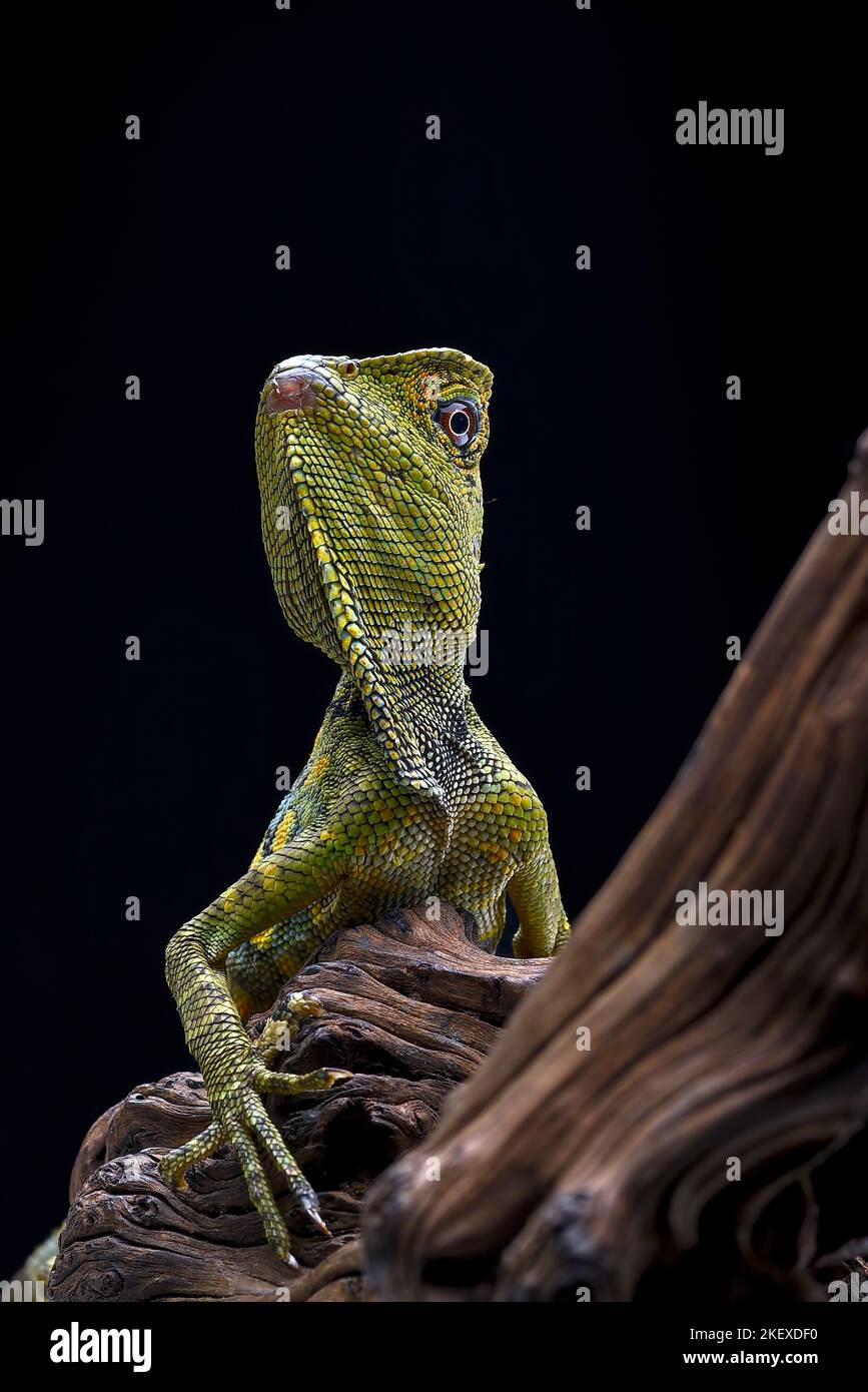 The detail of a forest dragon lizard head Stock Photo - Alamy