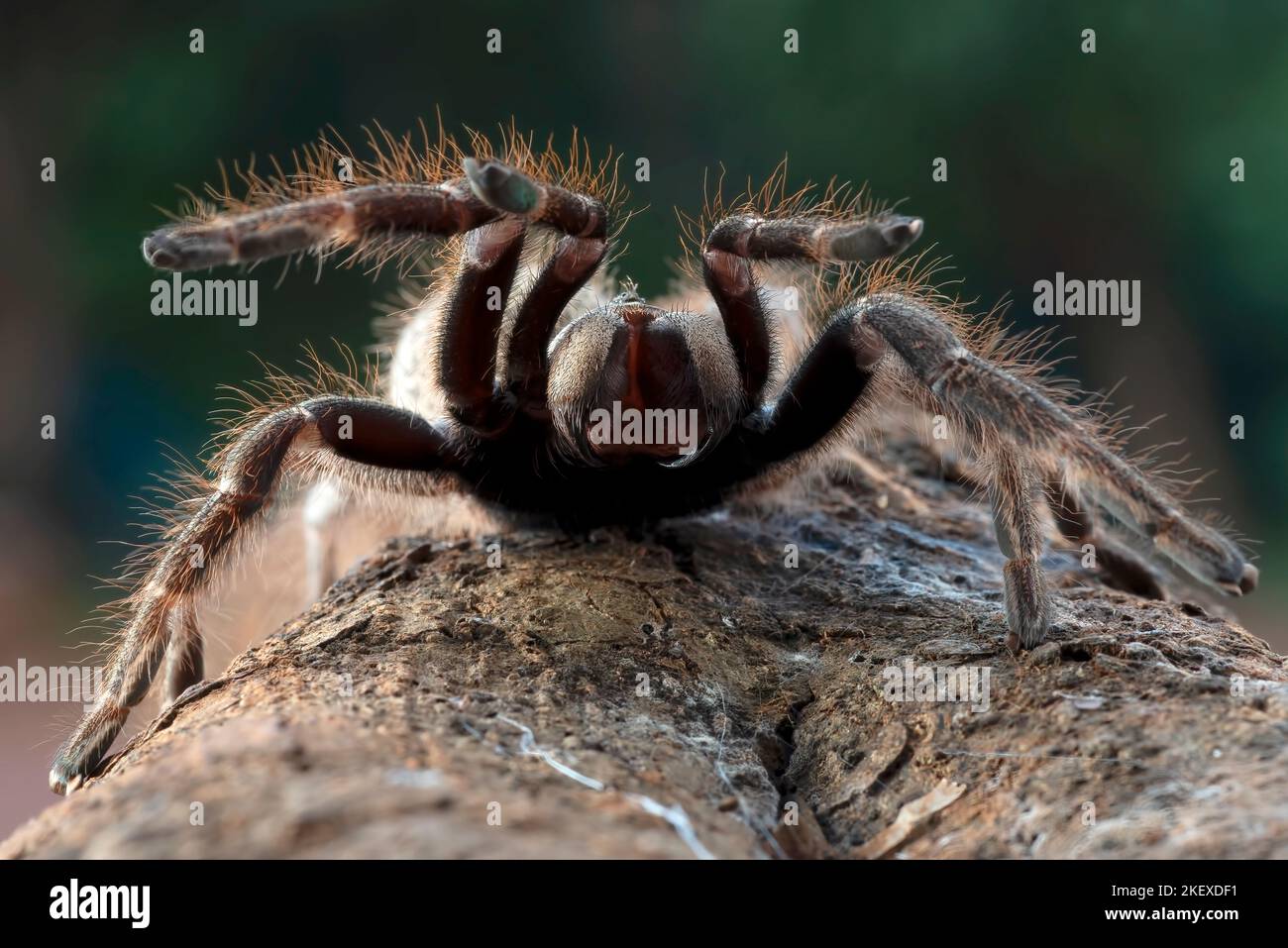 Tarantula spider ready to attack Stock Photo - Alamy