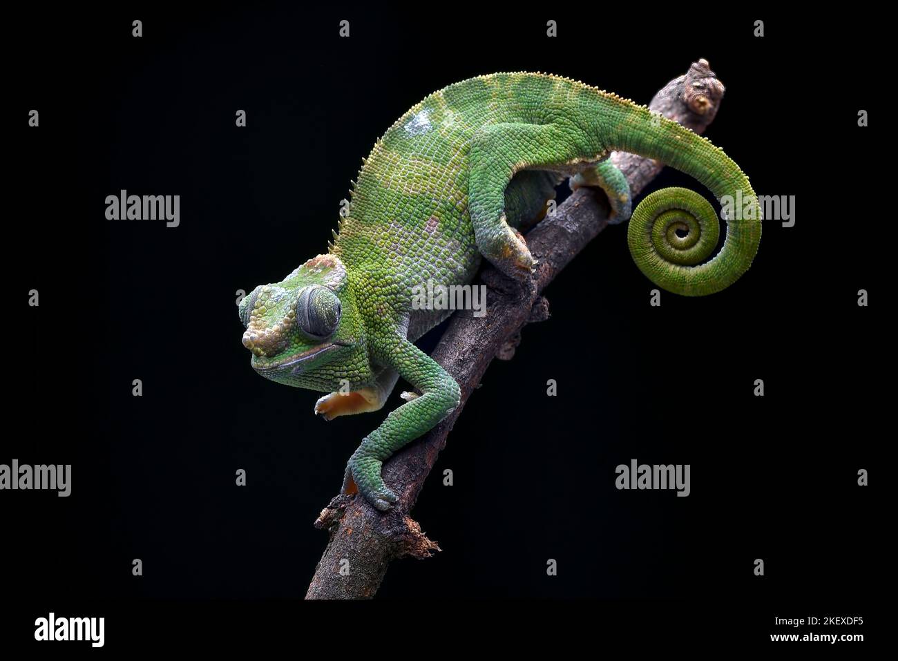 female fischer chameleon on a tree branch Stock Photo - Alamy