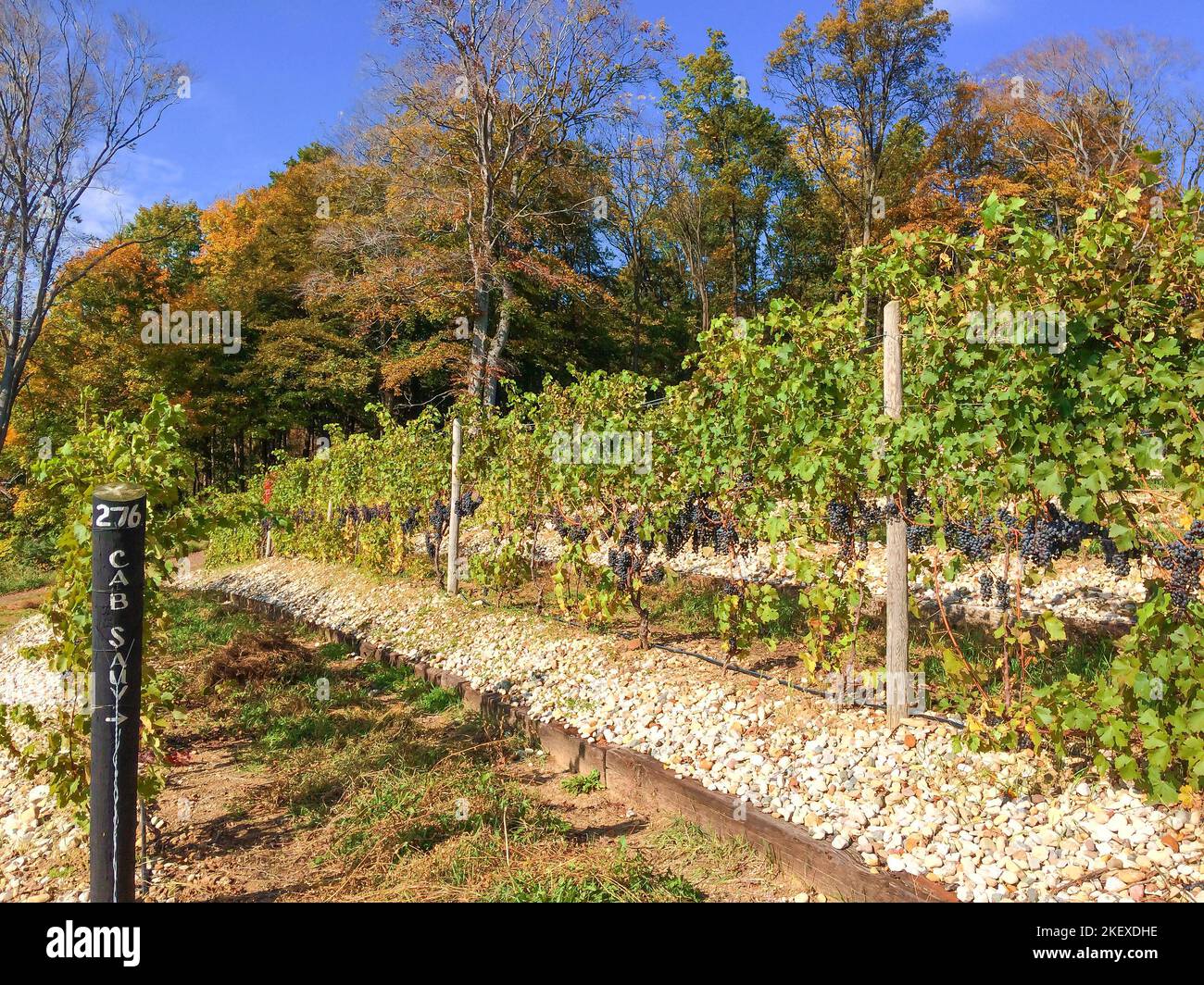 Grapes hang on the vines in October at Dablon Vineyards in Berrien ...