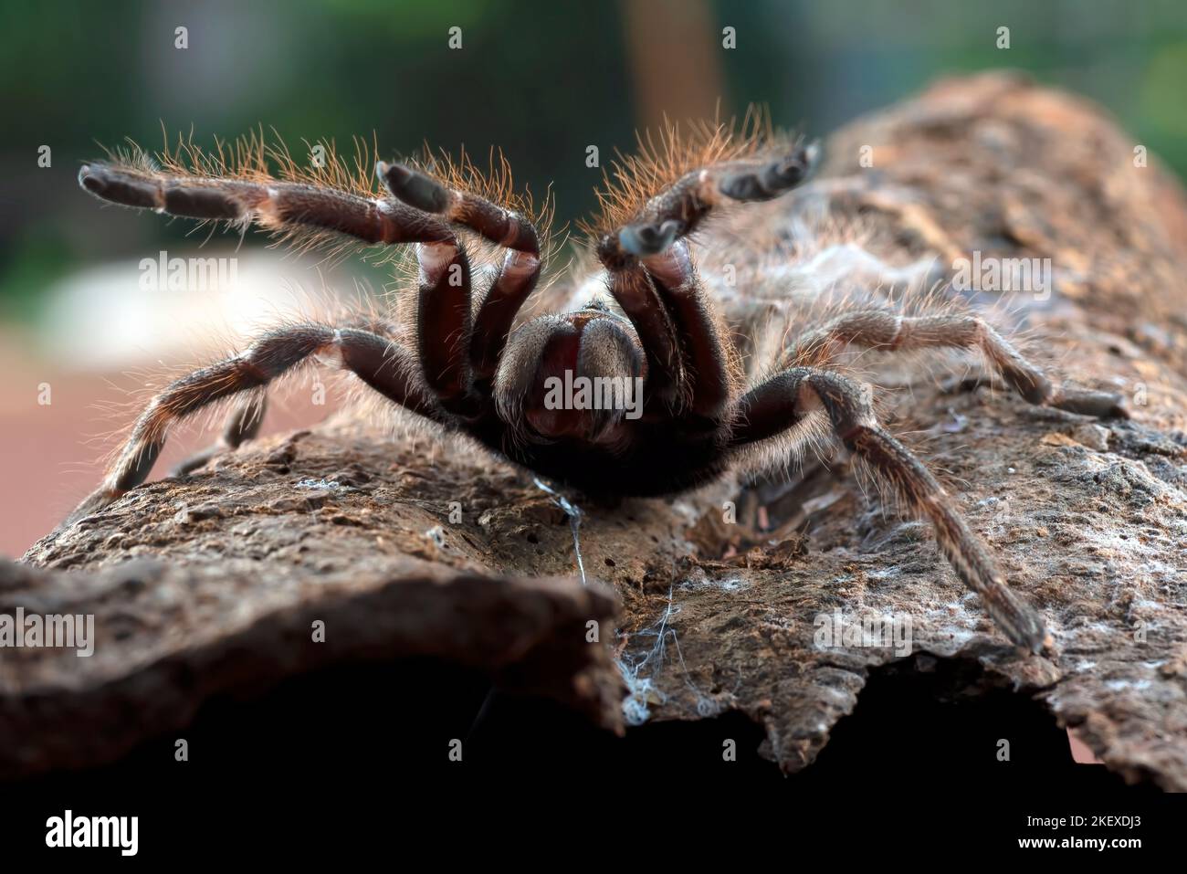 Tarantula spider ready to attack Stock Photo - Alamy
