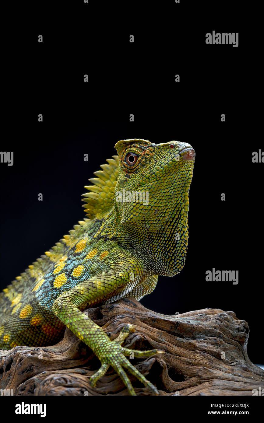 The detail of a forest dragon lizard head Stock Photo - Alamy