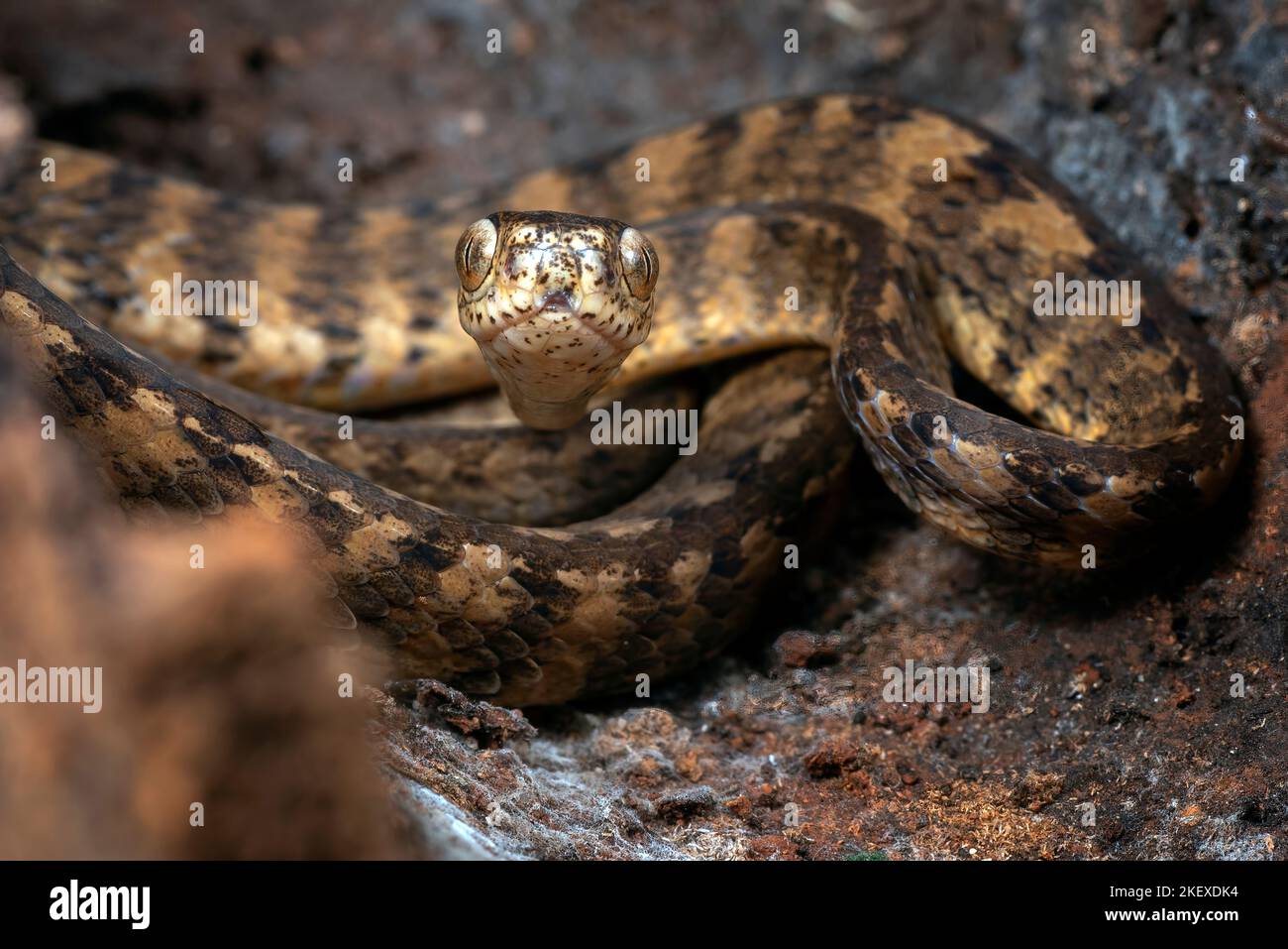 Keeled slug snake on a tree stomp Stock Photo - Alamy
