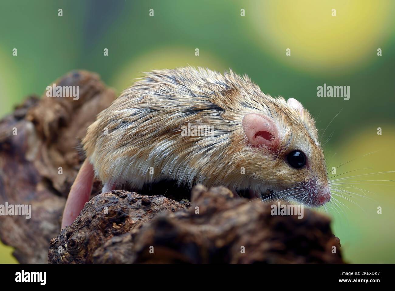 Close-up photo of Fat tailed gerbil (Pachyuromys duprasi Stock Photo ...