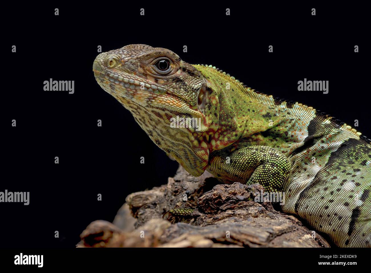 Black spiney tailed iguana on a tree Stock Photo - Alamy