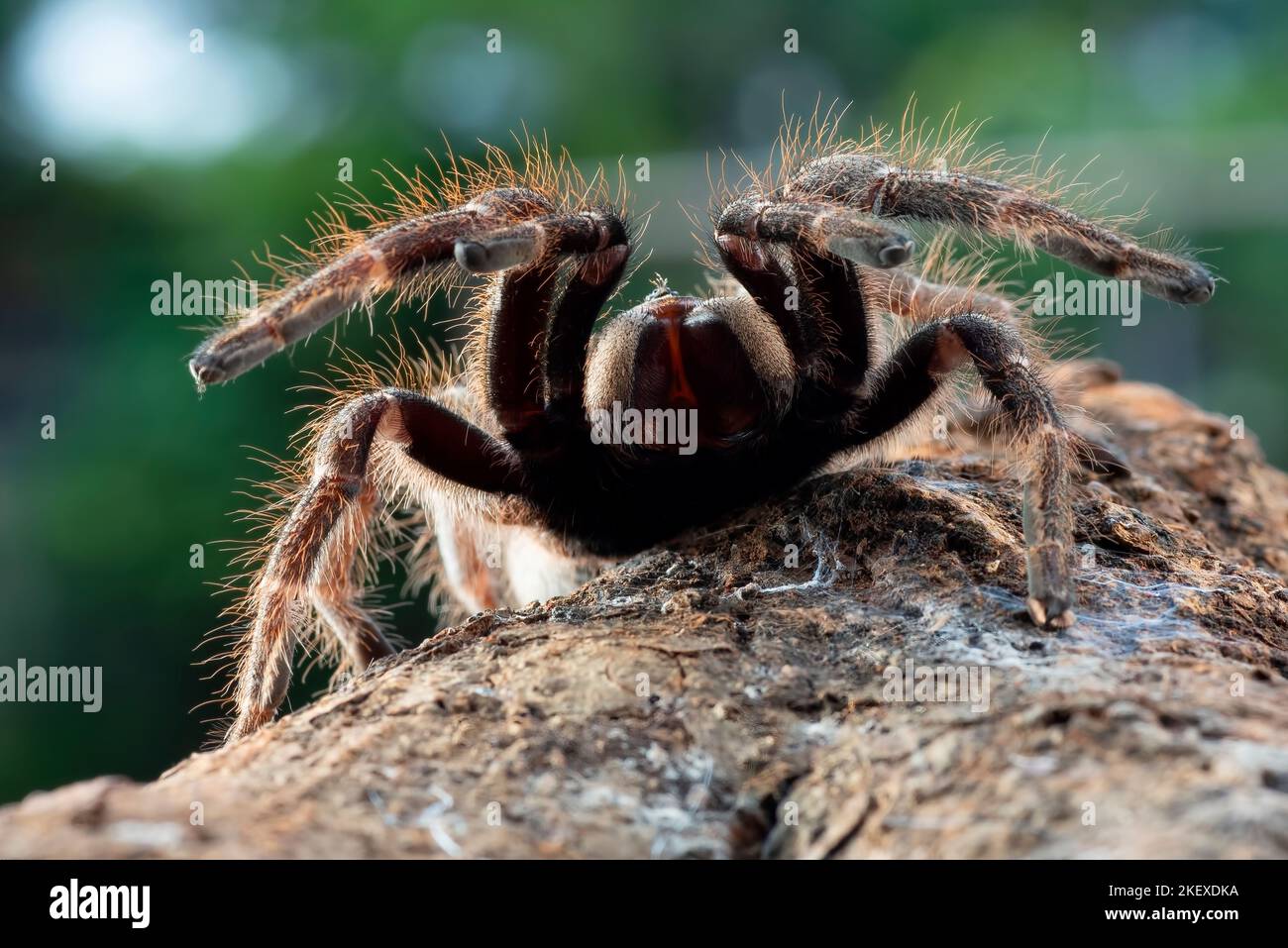 Tarantula spider ready to attack Stock Photo - Alamy
