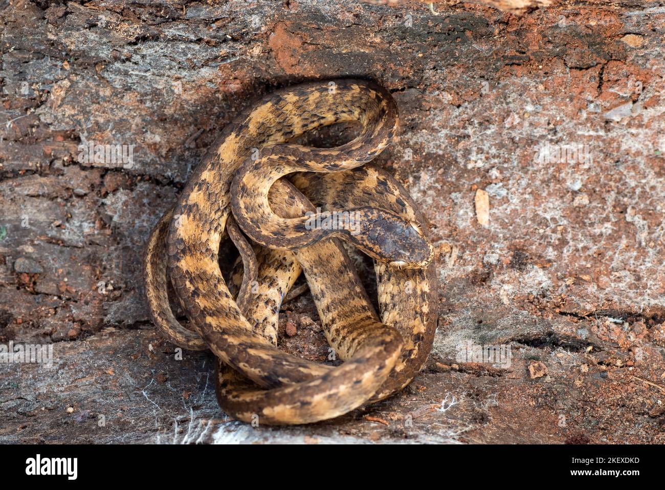 Keeled slug snake on a tree stomp Stock Photo - Alamy