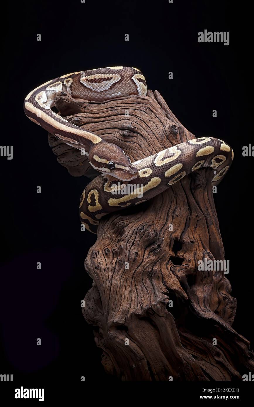 Ball phyton with beautiful skin pattern coiled on the tree branch Stock ...