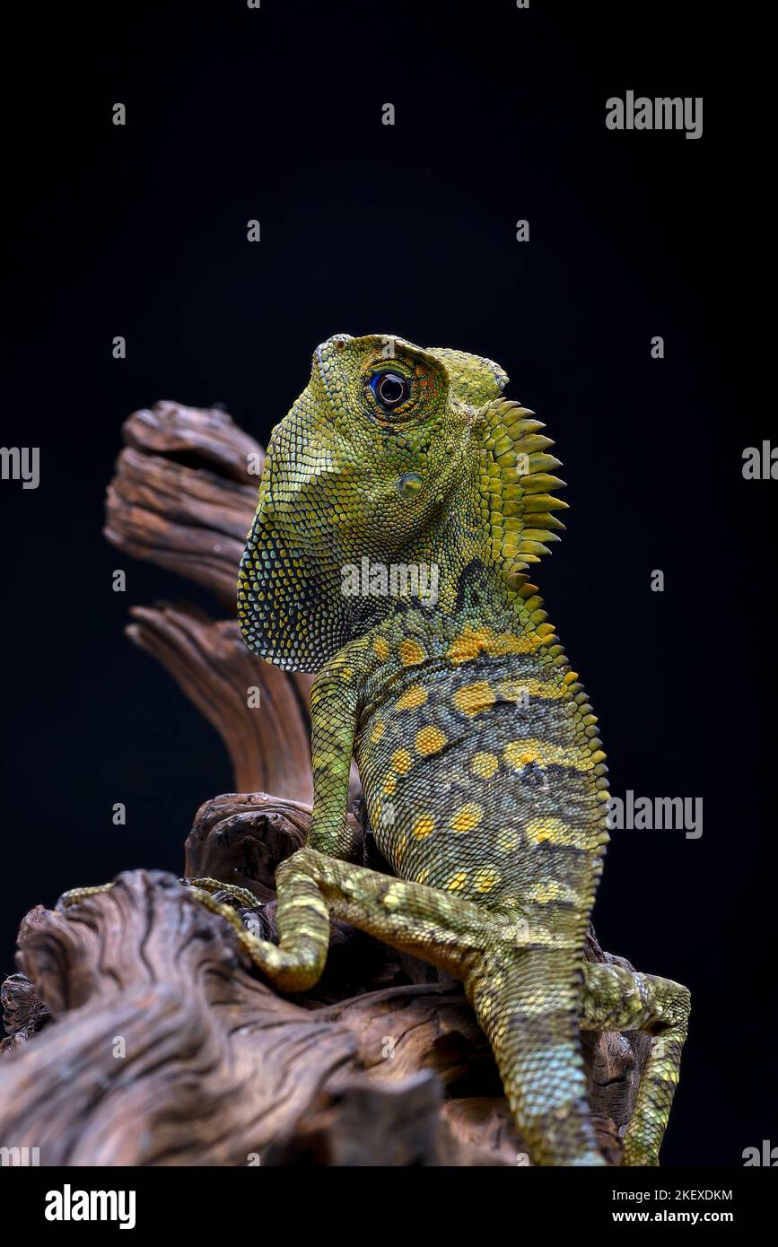 The detail of a forest dragon lizard head Stock Photo - Alamy