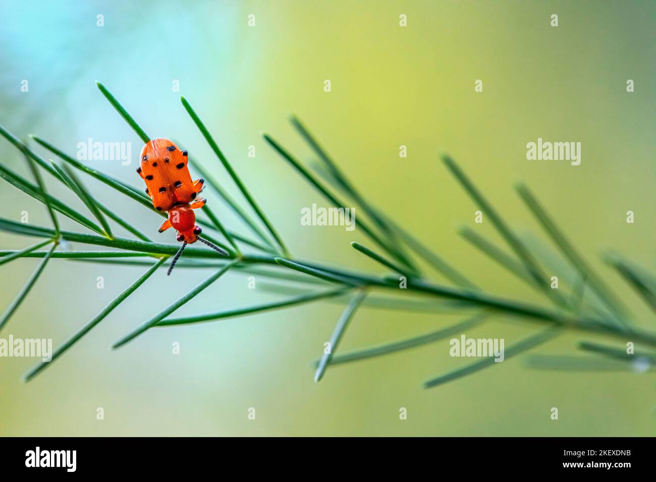 An insect living in Estonia Stock Photo - Alamy