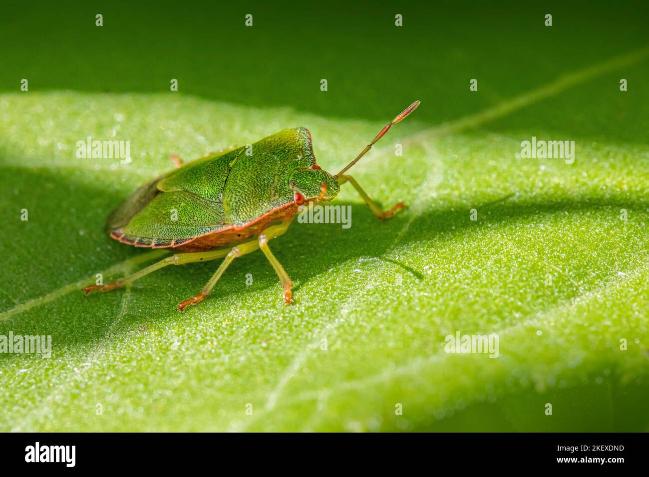 An insect living in Estonia Stock Photo - Alamy