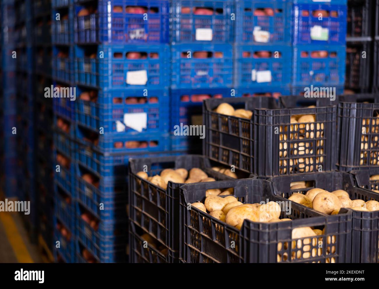 Plastic boxes with harvested potatoes in warehouse of agricultural farm ...