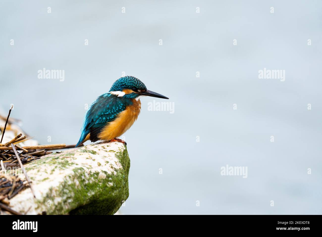 Kingfisher Patiently Waiting for Fish Stock Photo - Alamy