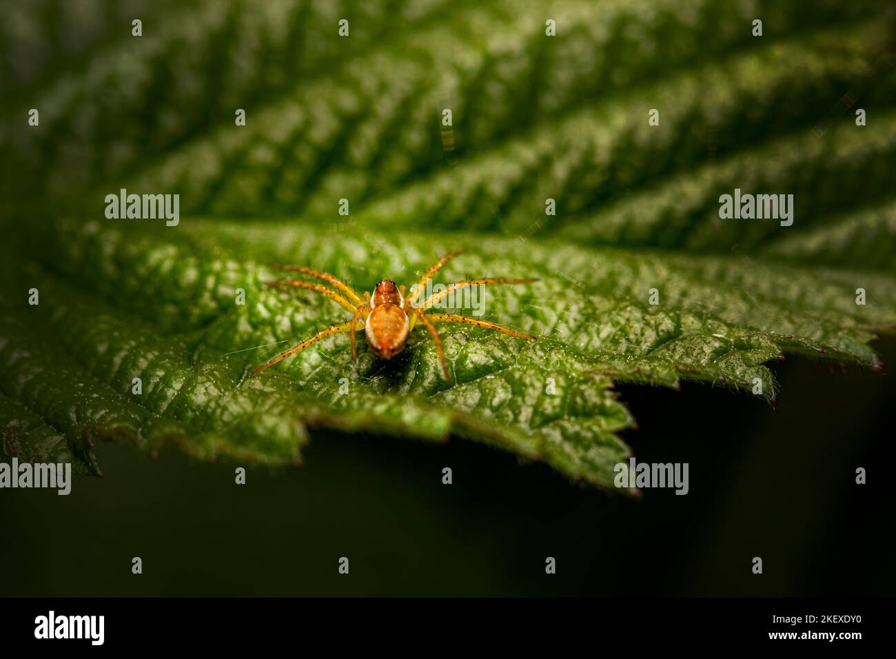 The hunting spider Stock Photo - Alamy