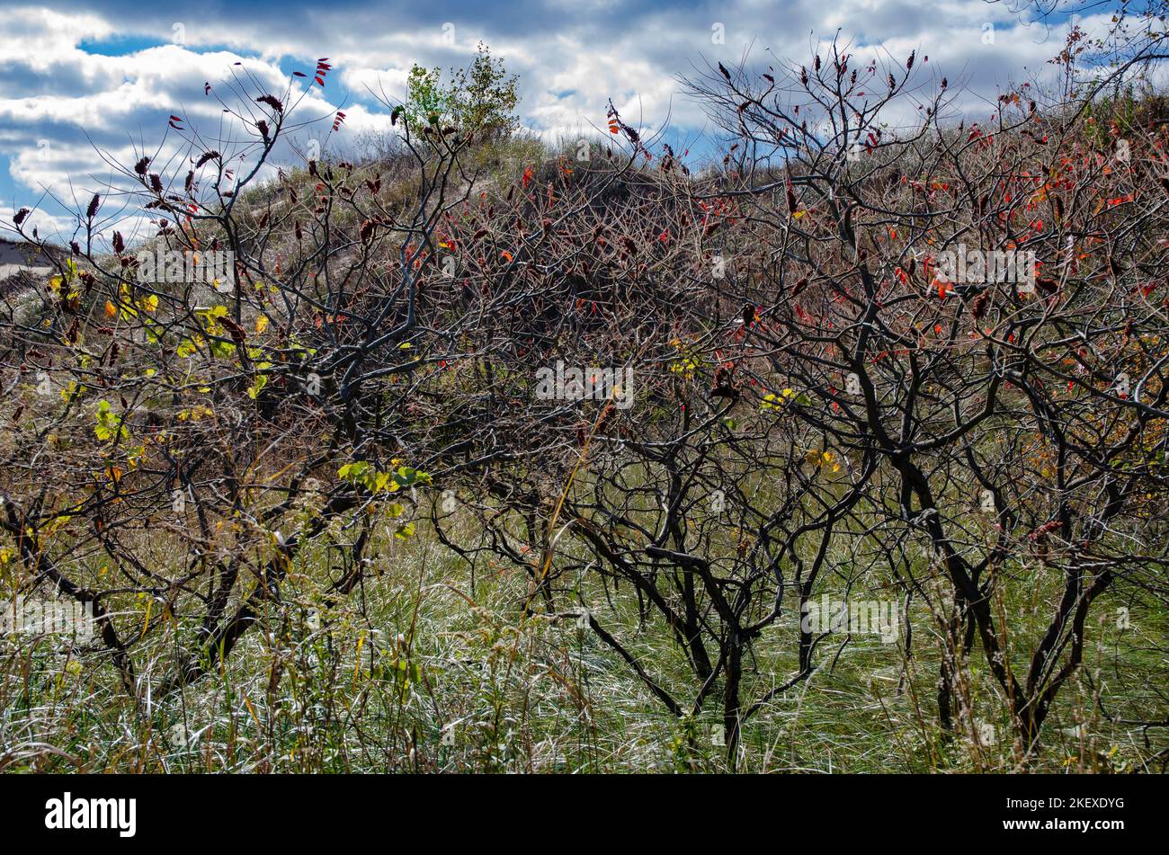 Sumac bushes grow in the swale of dunes at Indiana Dunes National Park ...