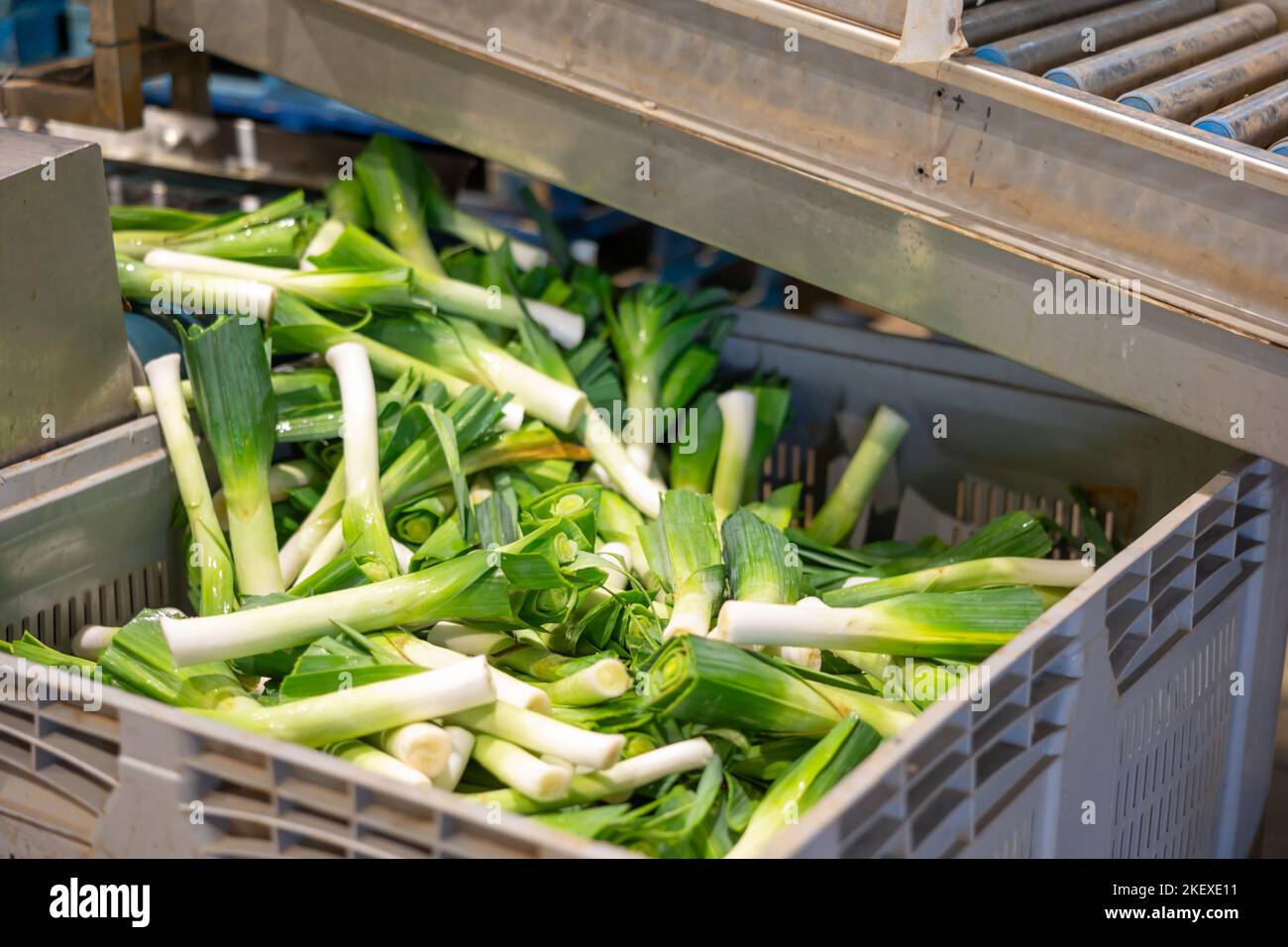 Processing of fresh leek on conveyor in factory Stock Photo - Alamy