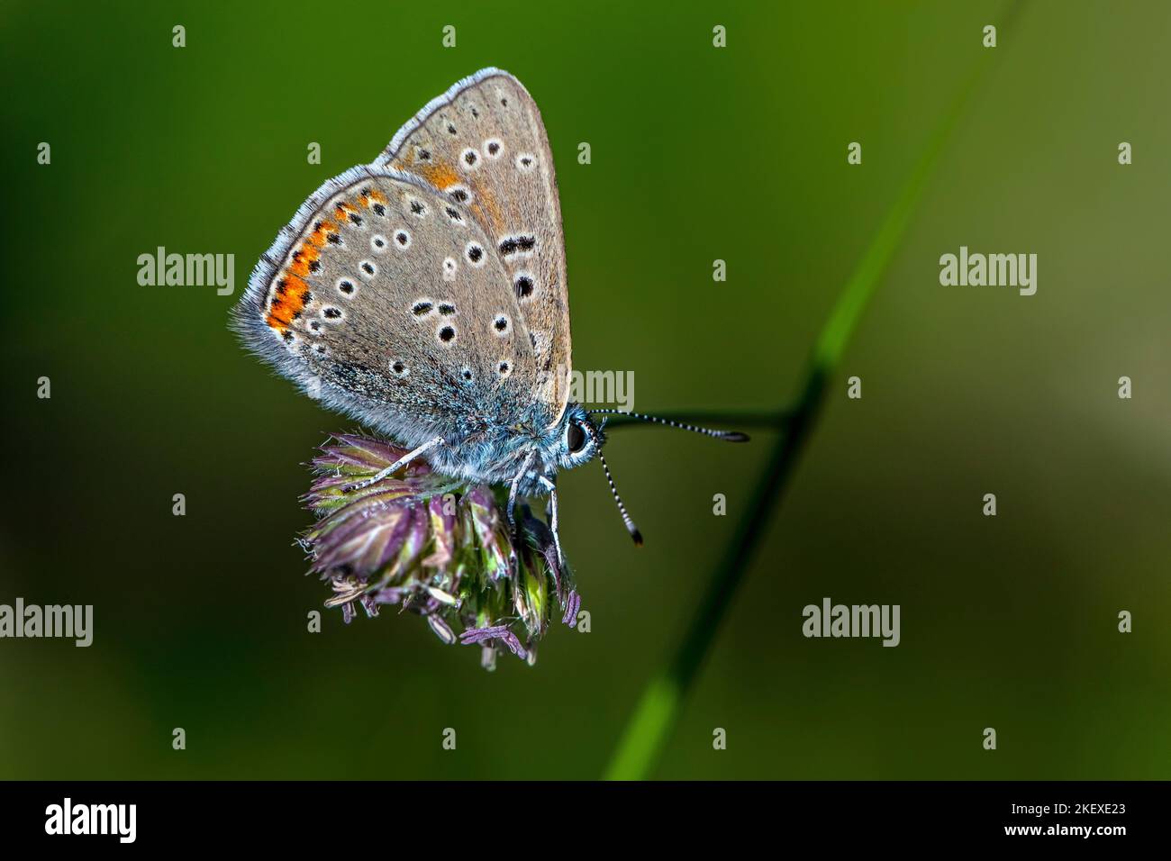 Common blue butterfly Stock Photo - Alamy