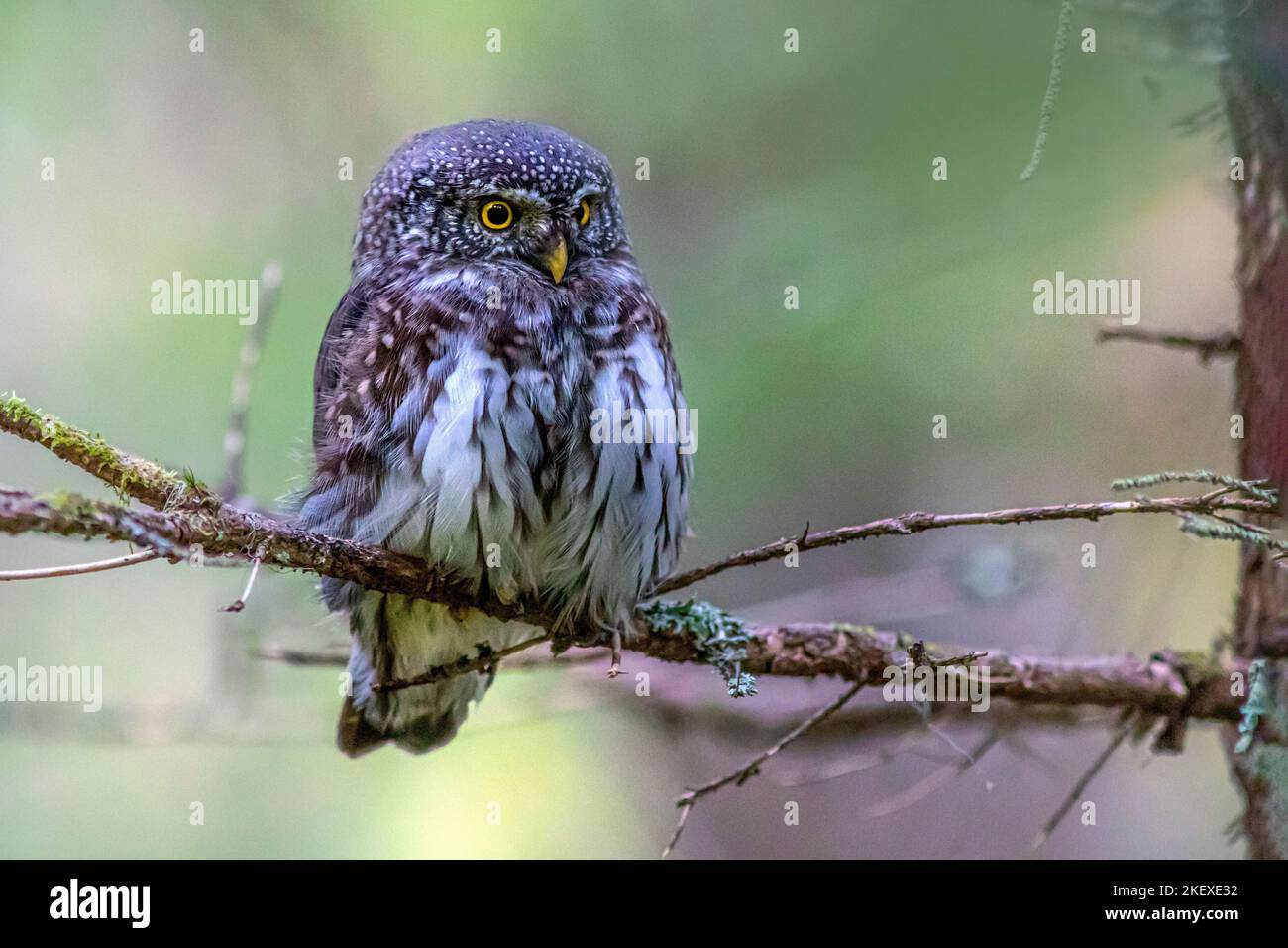 Eurasian pygmy owl (Glaucidium passerinum Stock Photo - Alamy