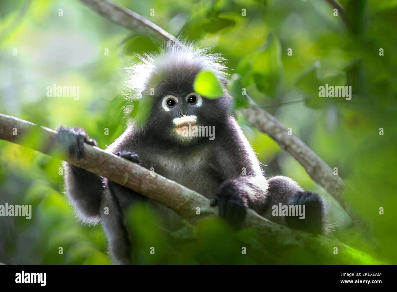 Dusky Leaf Monkey (Trachypithecus obscurus Stock Photo - Alamy