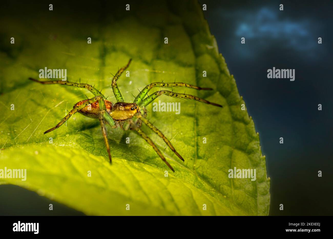 The hunting spider Stock Photo - Alamy