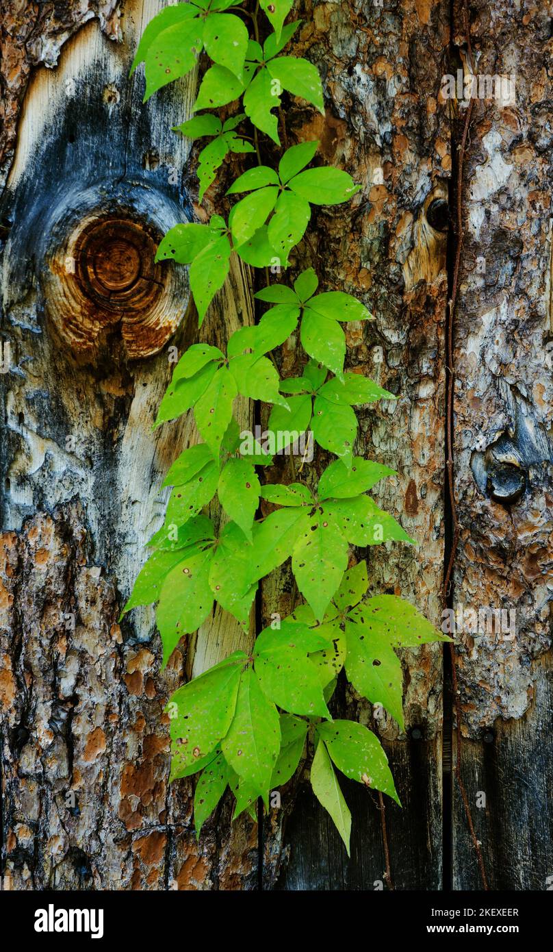 Woodbine (Virginia Creeper), Parthenocissus quinquefolia, grows as a ...