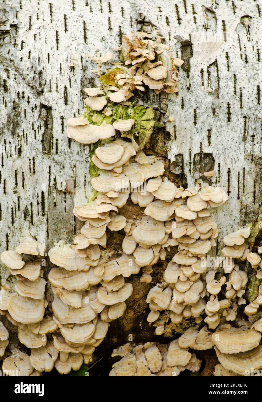 Tree Fungi on a birch log at Ellison Bluff County Park, Door County ...