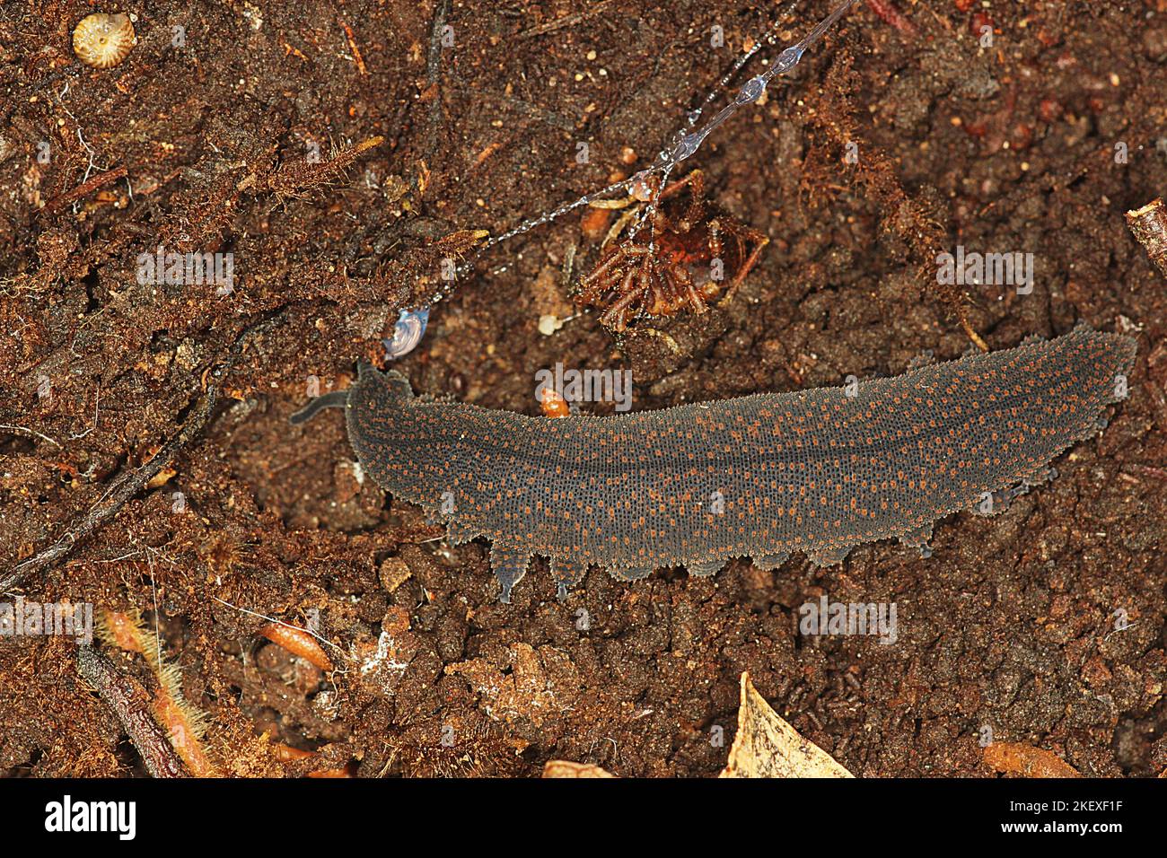 New Zealand peripatus (Peripatoides novaehollandiae Stock Photo - Alamy